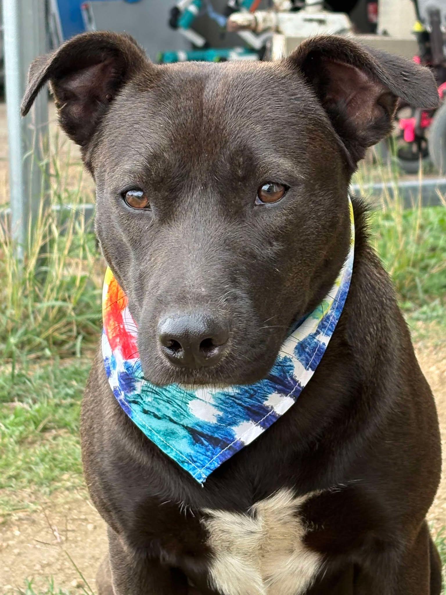 Dog for adoption - Jet, a Blue Lacy & Labrador Retriever Mix in ...