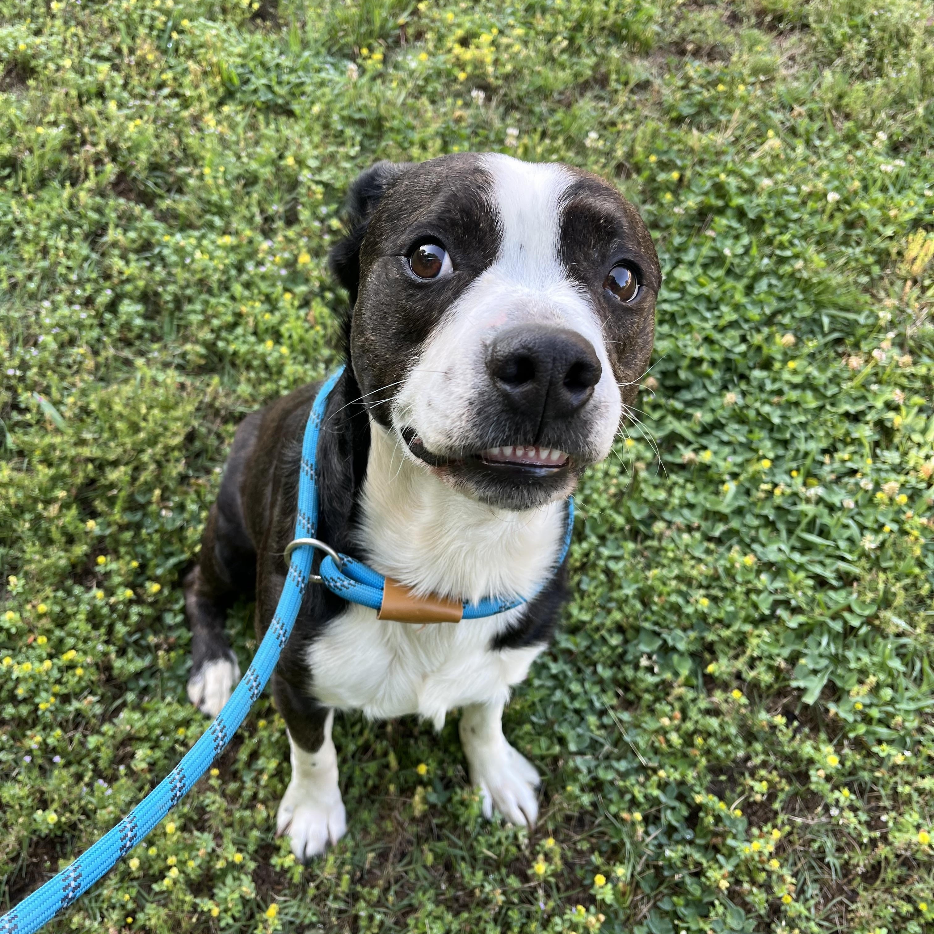 Tito - Adoptable Pet | Petfinder | Petfinder