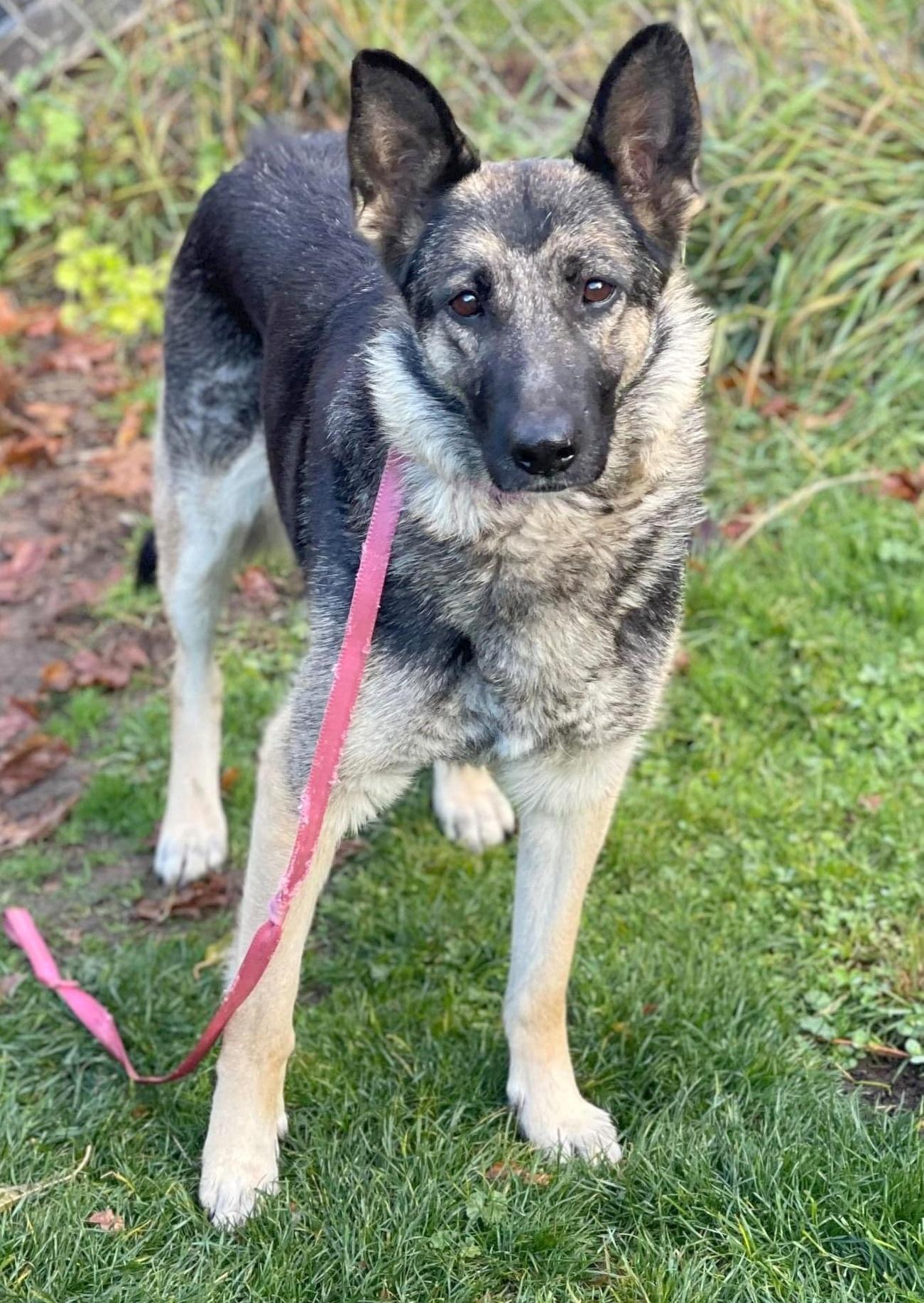 Dog for adoption - Honey GSD, mellow, $300 fee, a German Shepherd Dog ...