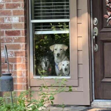 Dog for adoption - Dash, a Labrador Retriever Mix in Rochester, NY ...