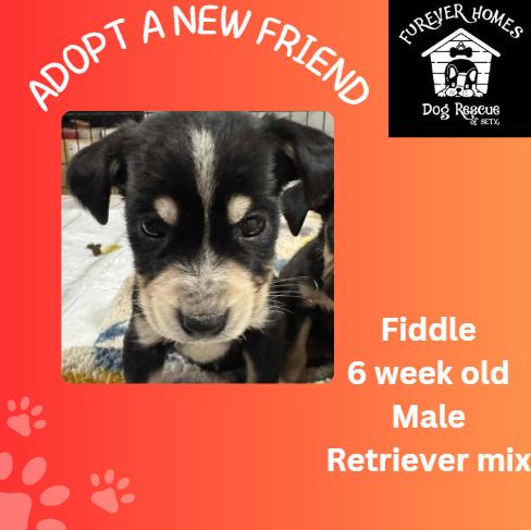 Dog for adoption - Fiddle, a Labrador Retriever Mix in Aulac, NB ...