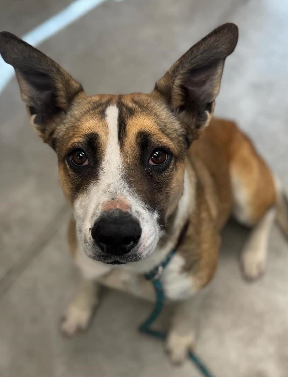 Dog for adoption - Poppy, a Shepherd Mix in Las Vegas, NV | Petfinder