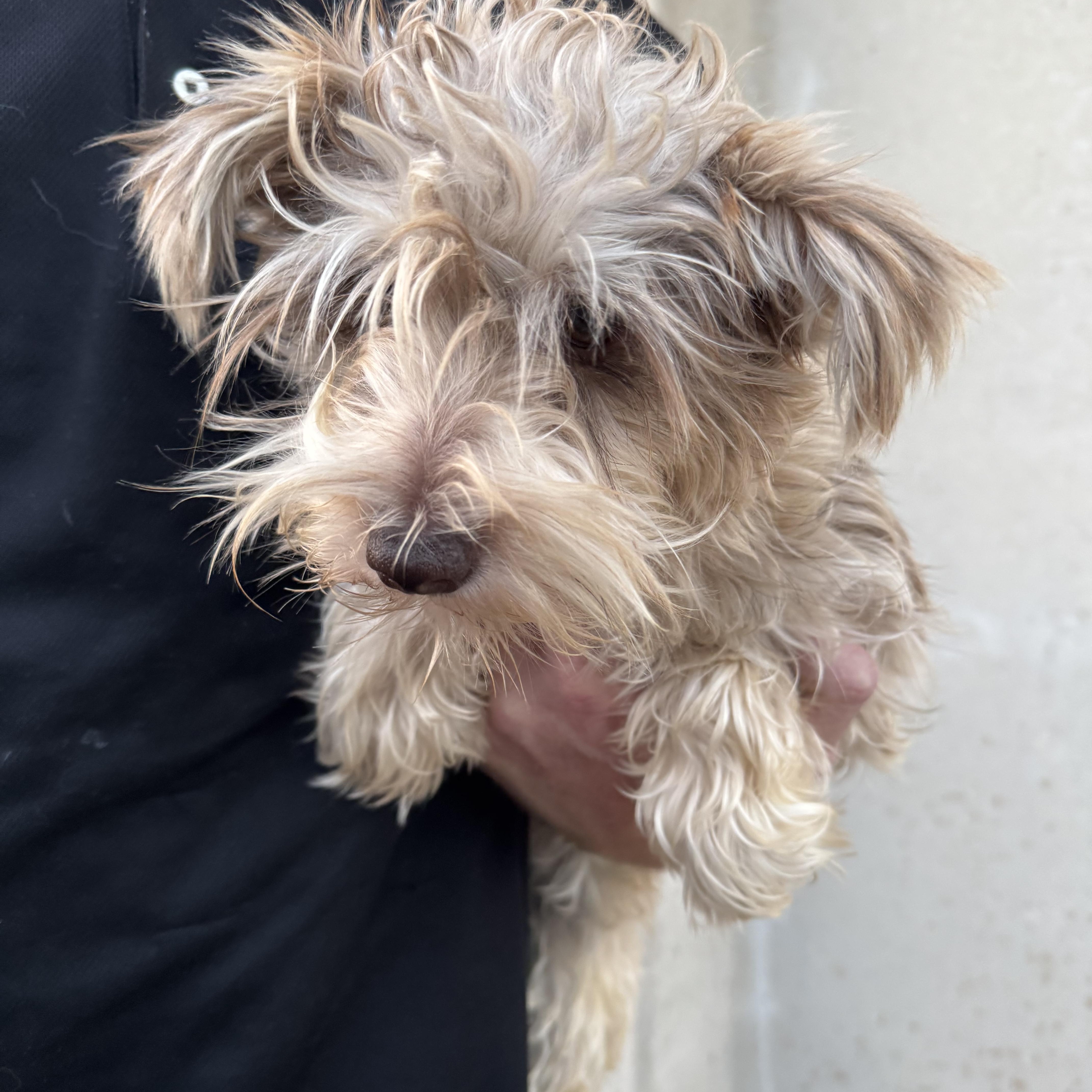 Walter - Adoptable Pet | Petfinder | Petfinder