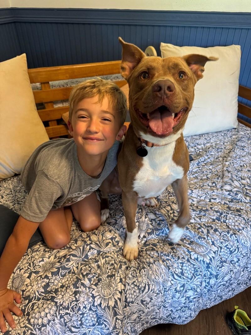 Dog for adoption - Ollie Ziggy the playful happy boy, a Pit Bull ...