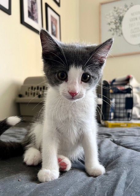 Hart Animal Rescue - Available Animals