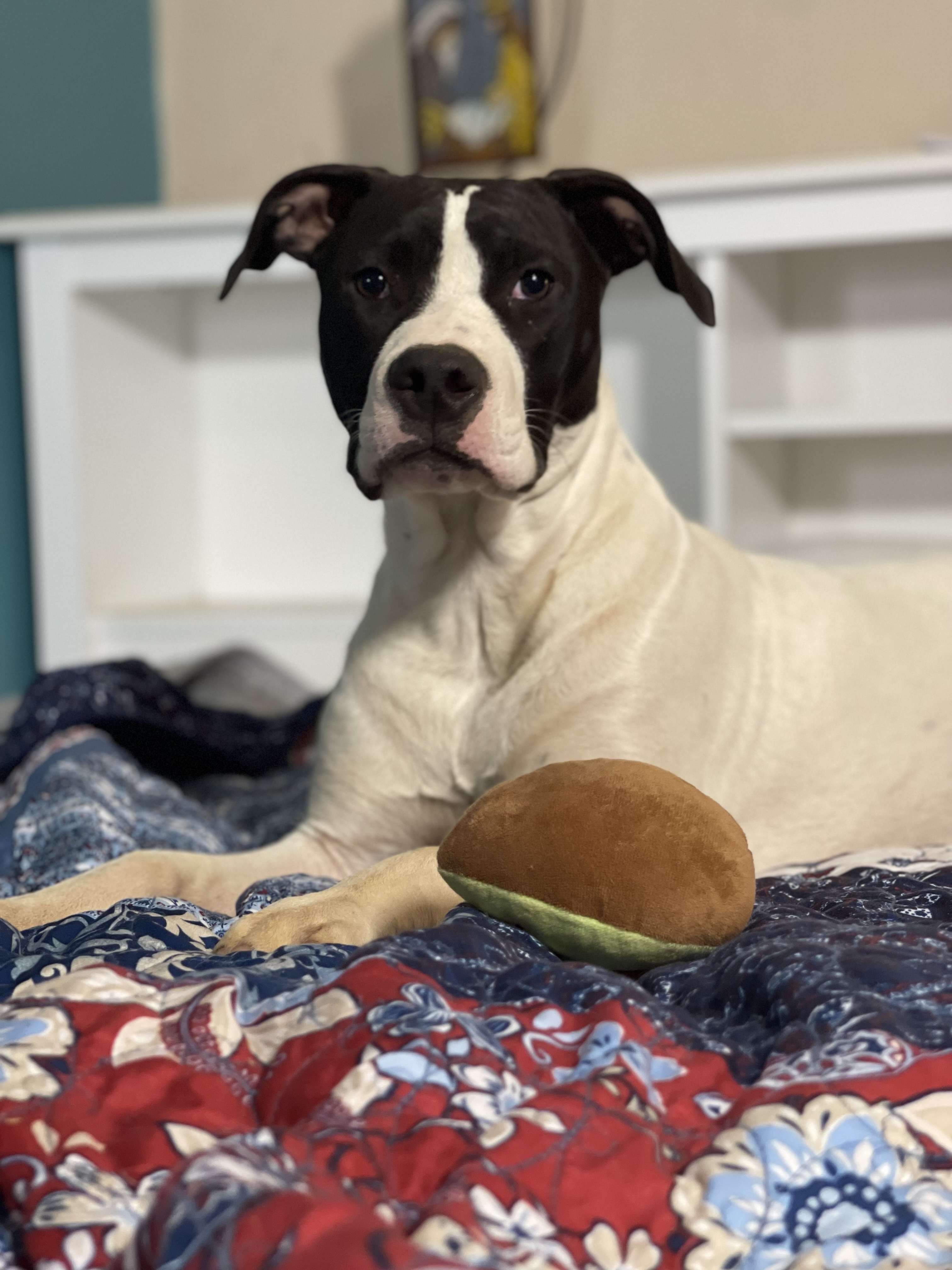 Dog for adoption - Laney, a Cane Corso & American Staffordshire Terrier ...