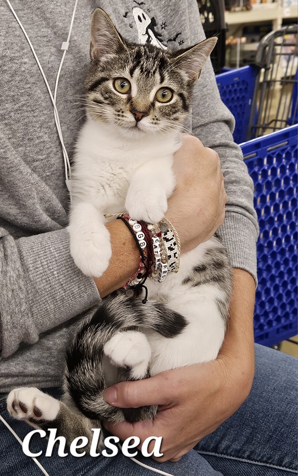Cat for adoption - Chelsea, a Domestic Short Hair in Flint, MI | Petfinder