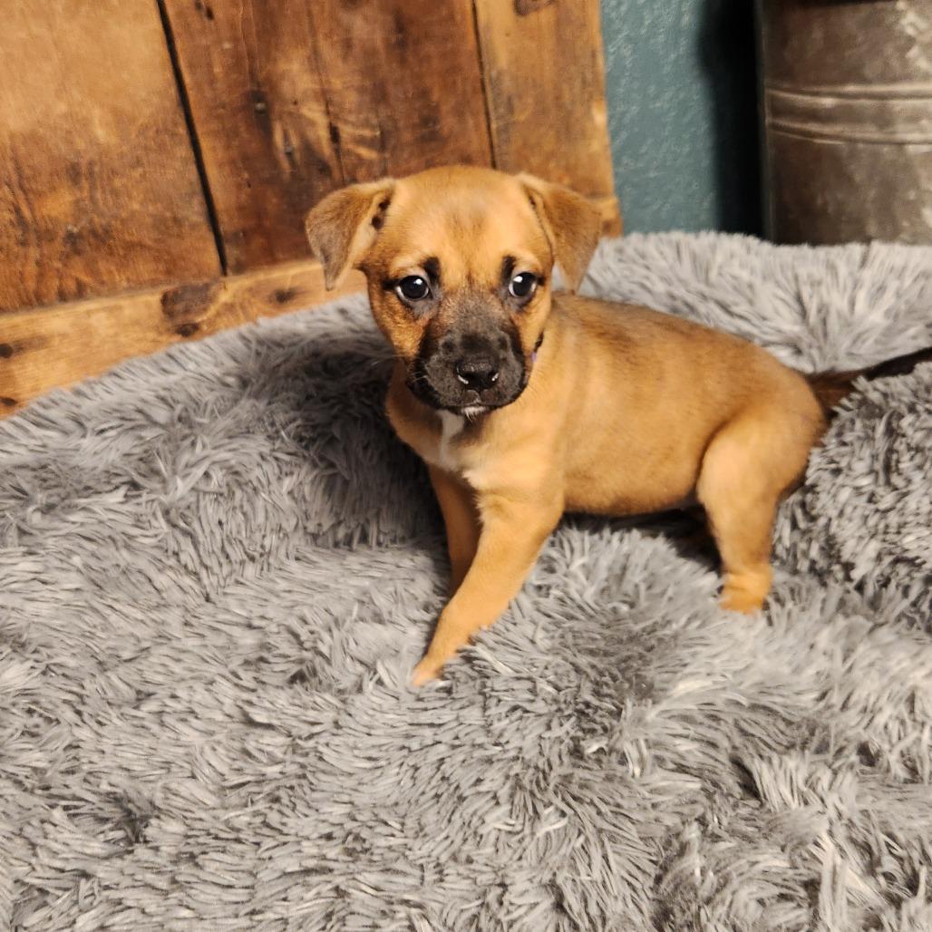 Dog for adoption - Mia JuM/AL, an Australian Shepherd & Boxer Mix in ...