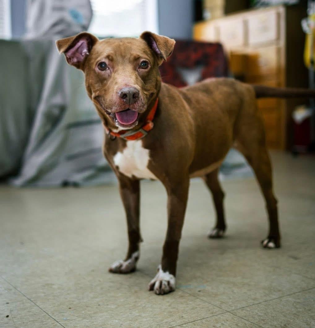 Dog for adoption - Sweet Pea, a Chocolate Labrador Retriever Mix in ...