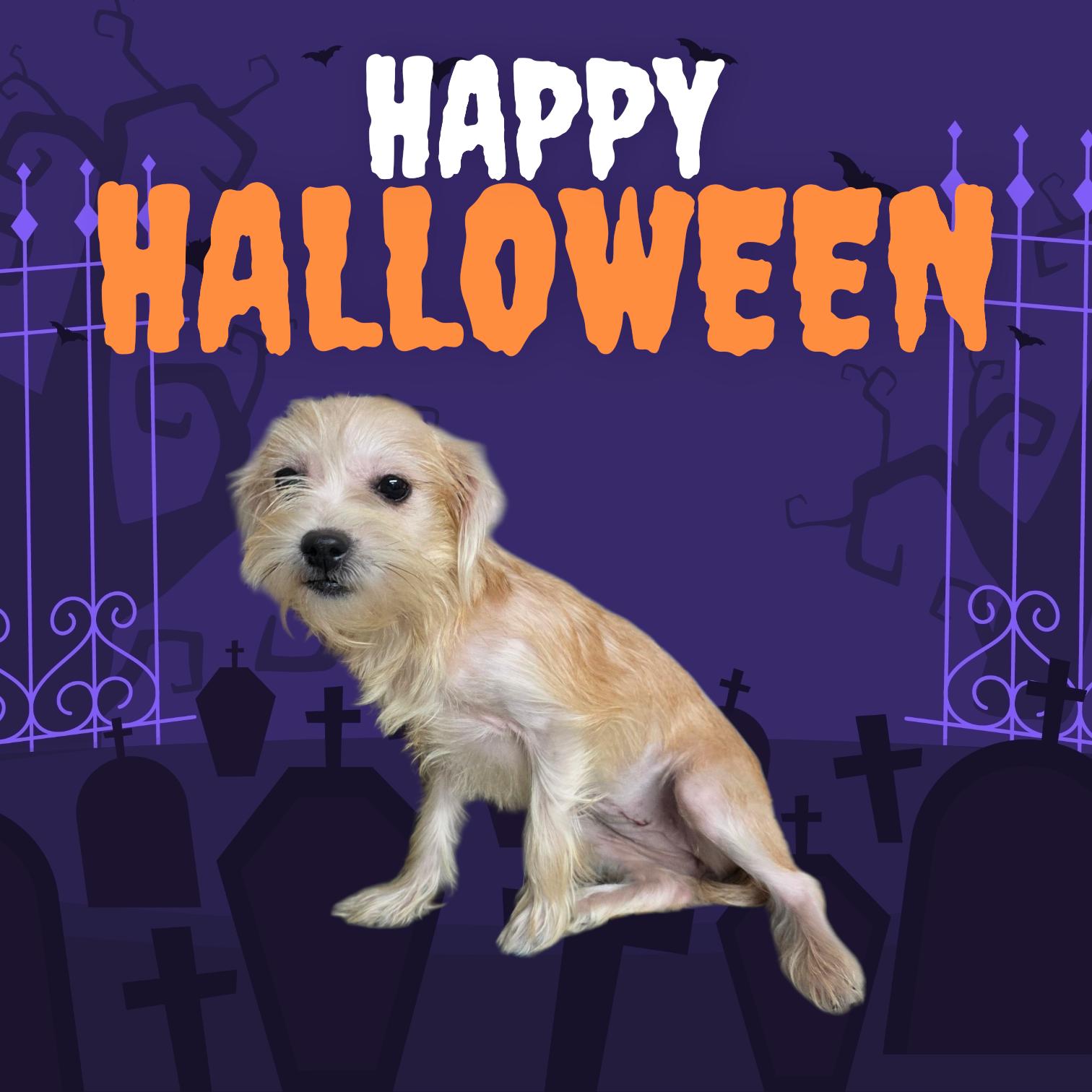 Dog for adoption - Lizzy, a Silky Terrier Mix in Dallas, GA | Petfinder