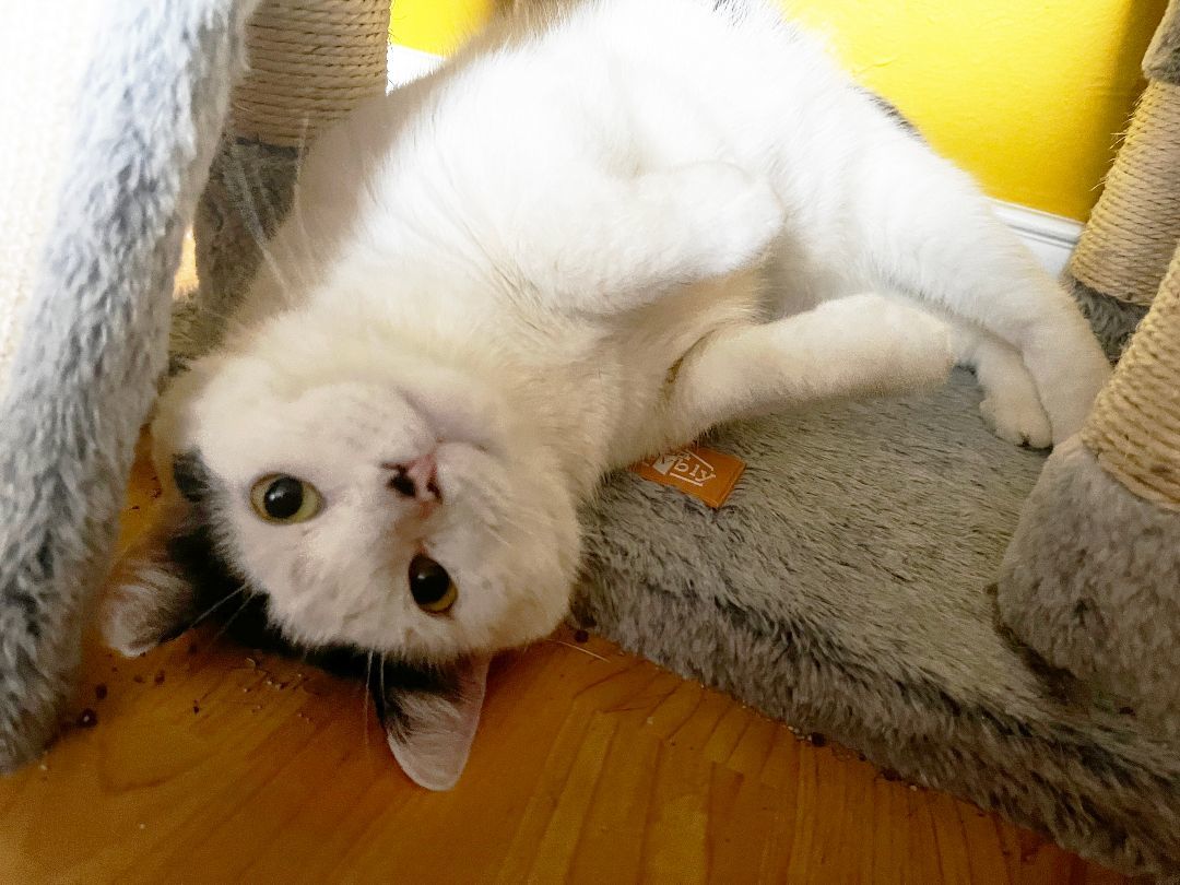 Cat for adoption - Dylan Farson, a Domestic Short Hair in Philadelphia ...