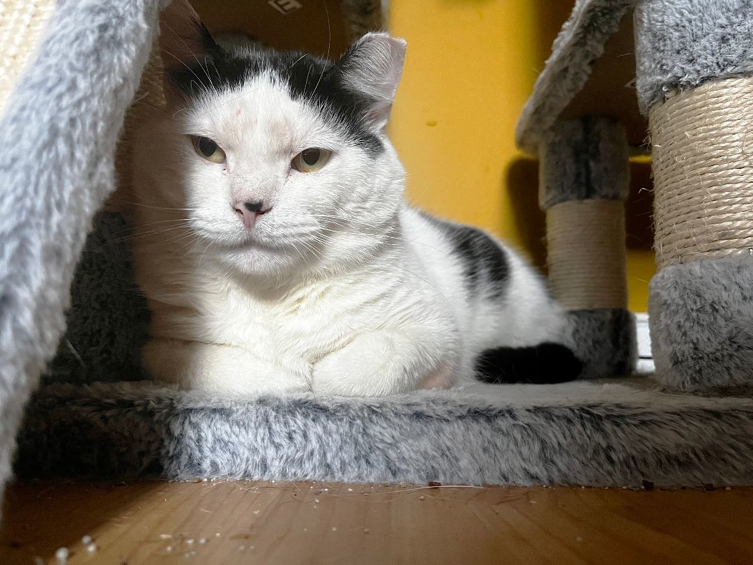 Cat for adoption - Dylan Farson (50% off adoption fee), a Domestic ...