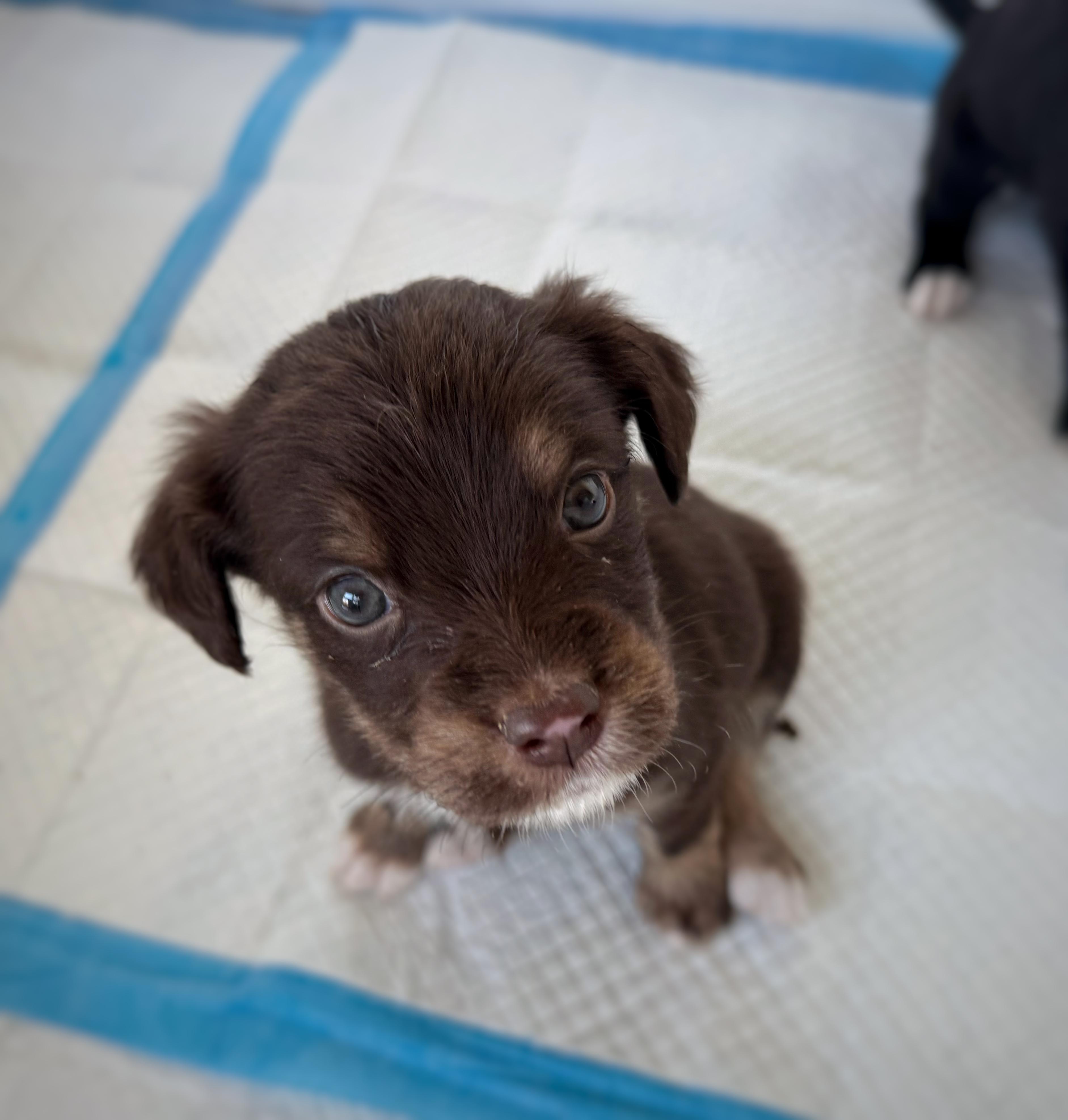 Dog for adoption - DAISY WIGGLEBOTTOM, an English Springer Spaniel Mix ...