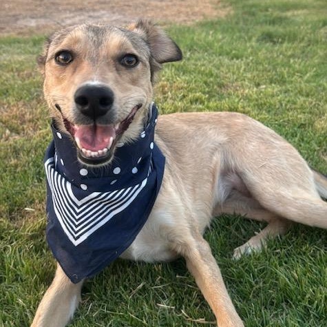 Dog for adoption - Darling Dira from Kuwait, a Canaan Dog & Shepherd ...