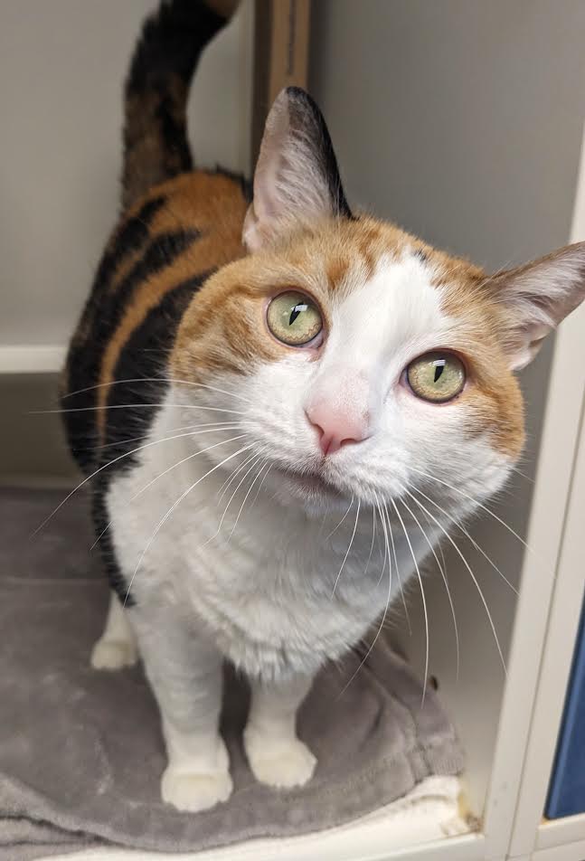 ADOPT - Whatcom Humane Society