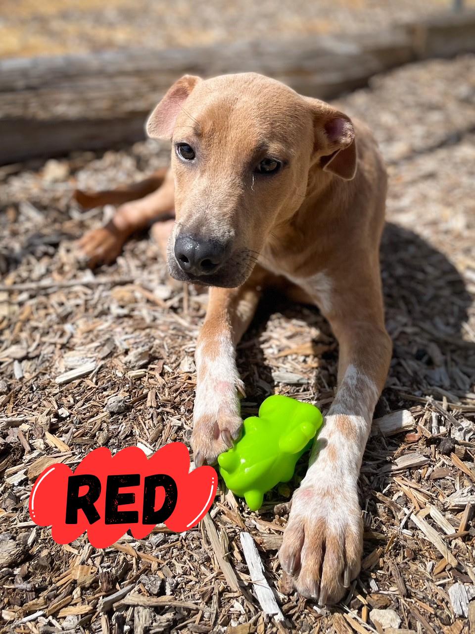 Dog for adoption - Red, a Cattle Dog in Comfort, TX | Petfinder