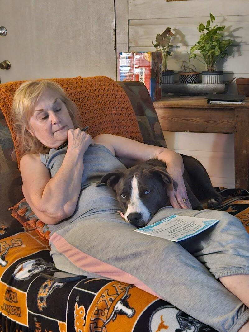 Dog for adoption - Indigo, a Pit Bull Terrier & Husky Mix in Rockford ...