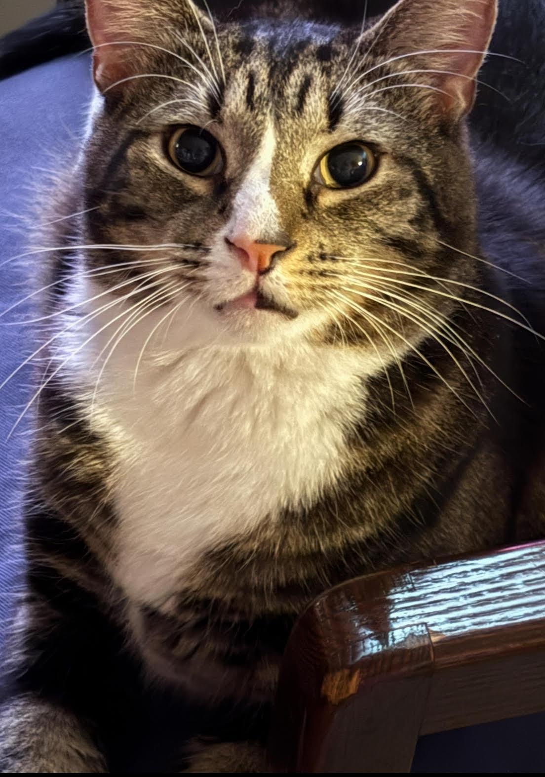 Cat for adoption - Toku, a Domestic Short Hair in Chesapeake Beach, MD ...