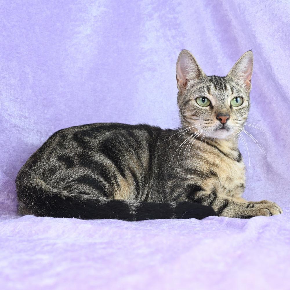 Cat for adoption - Poptart, a Domestic Short Hair in South Amboy, NJ ...