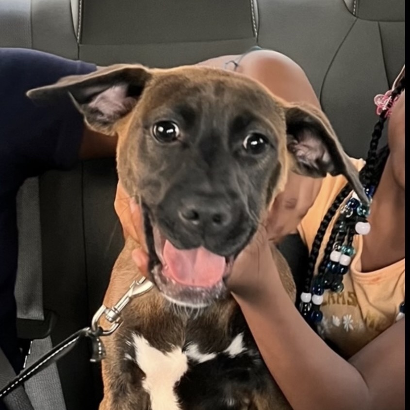 Dog for adoption - Erma, a Mixed Breed in Staten Island , NY | Petfinder