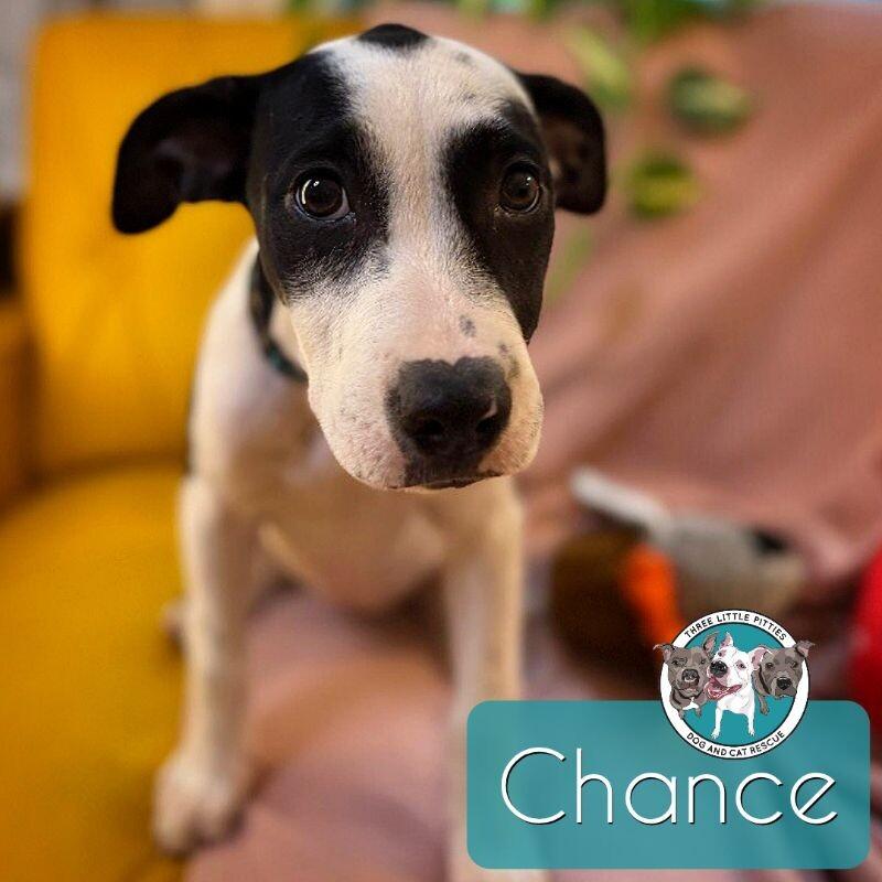 Dog for adoption - Chance Askew, a Pit Bull Terrier & Labrador ...