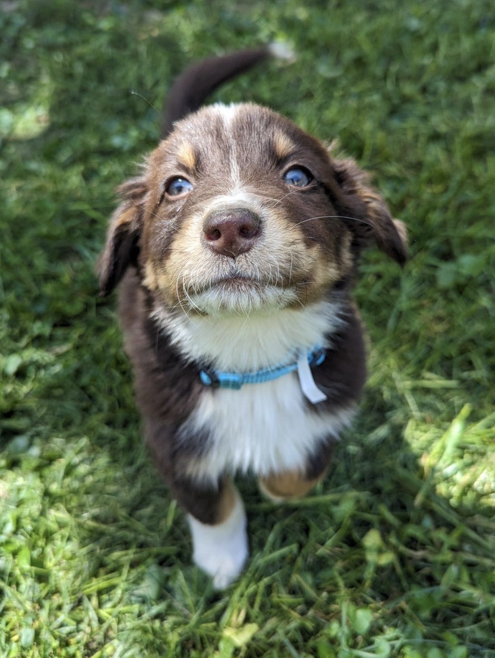 ARMA’s Aussies | Aussie Rescue of the Mid-Atlantic