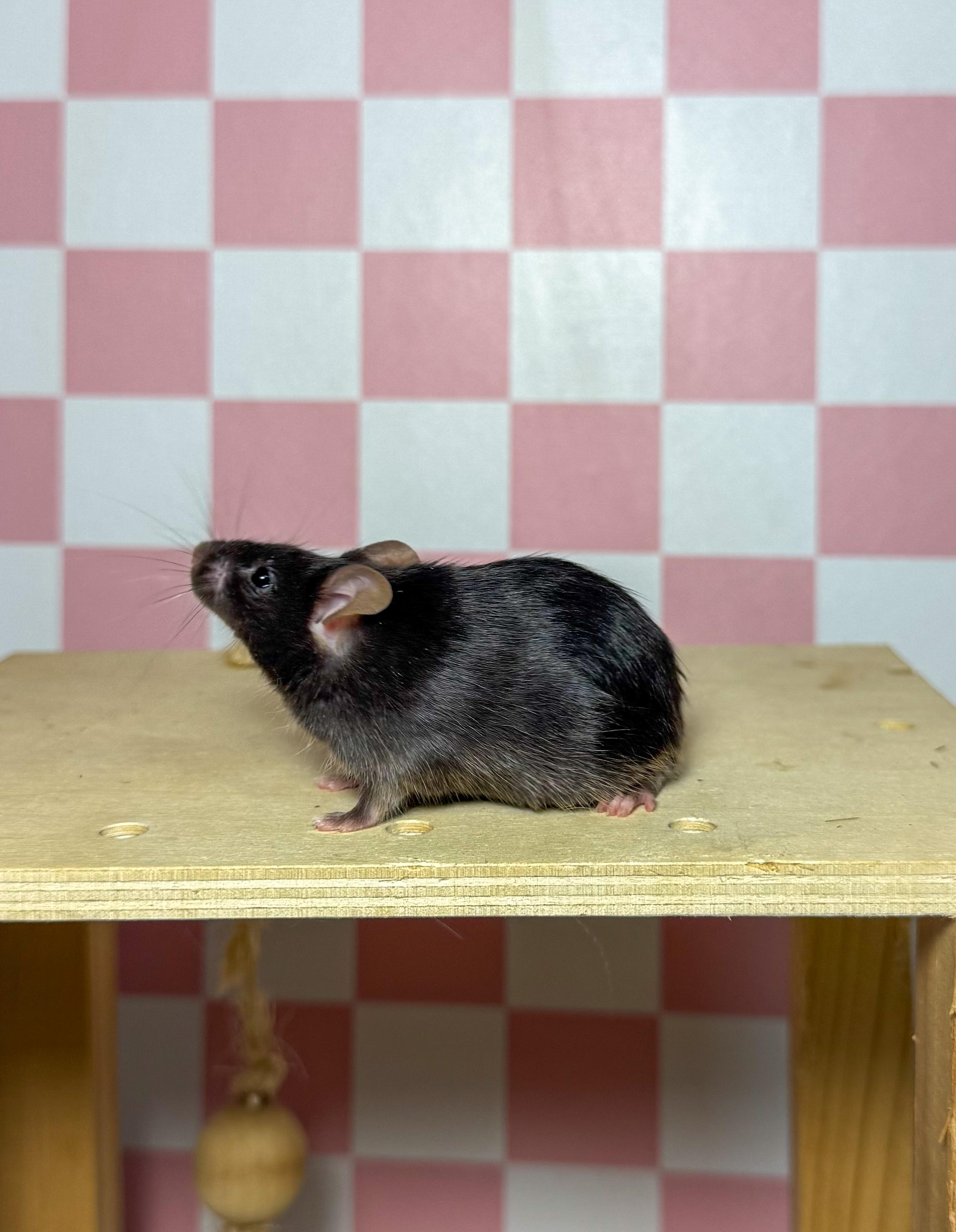 Mouse for adoption - Bramble, a Mouse in North Little Rock, AR | Petfinder