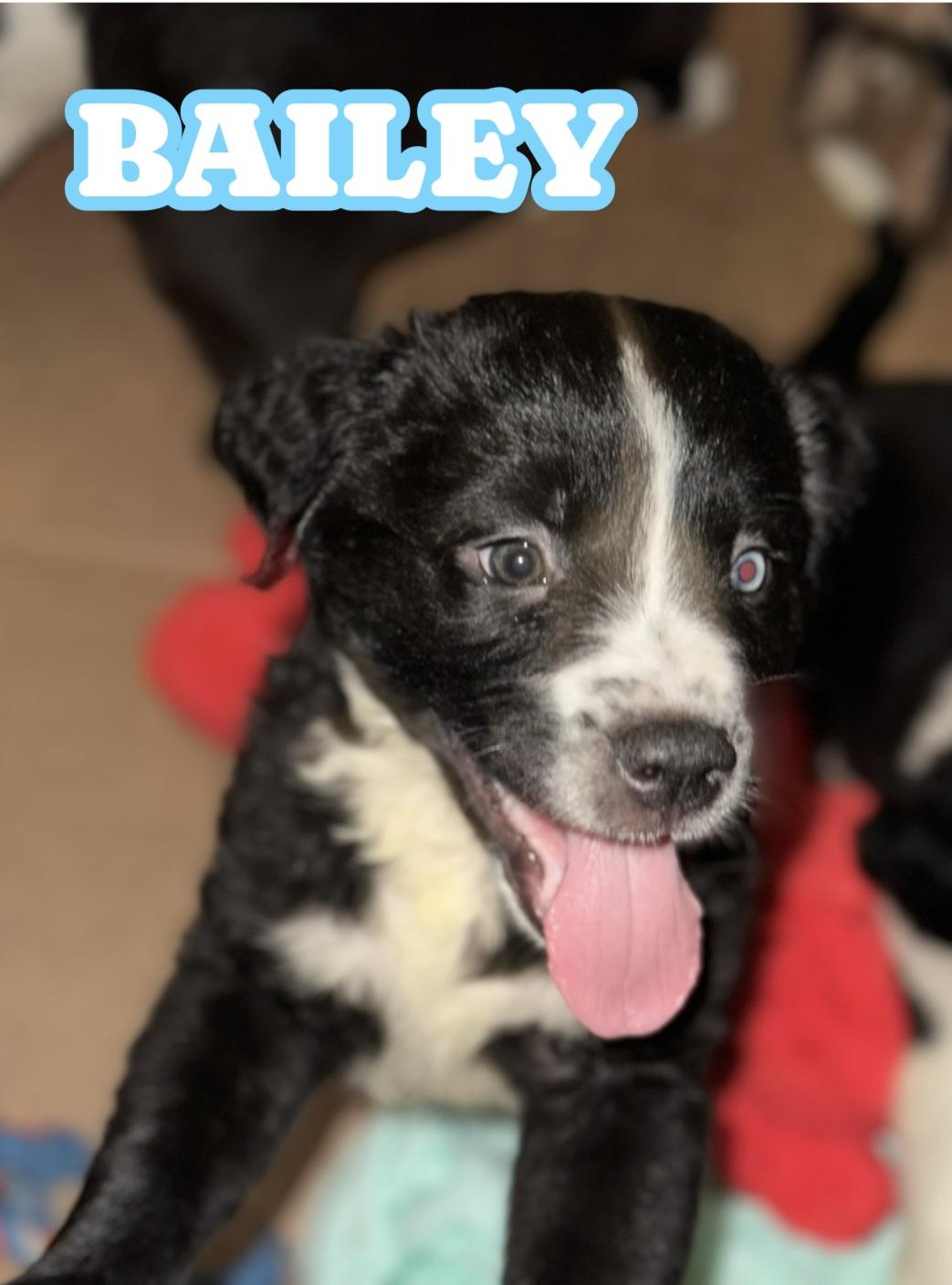 Dog for adoption - Bailey, a Border Collie Mix in Federal Way, WA ...
