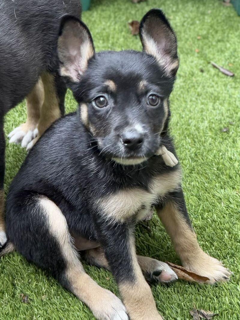 Dog for adoption - Watermelon Fizz Clementine, a German Shepherd Dog ...