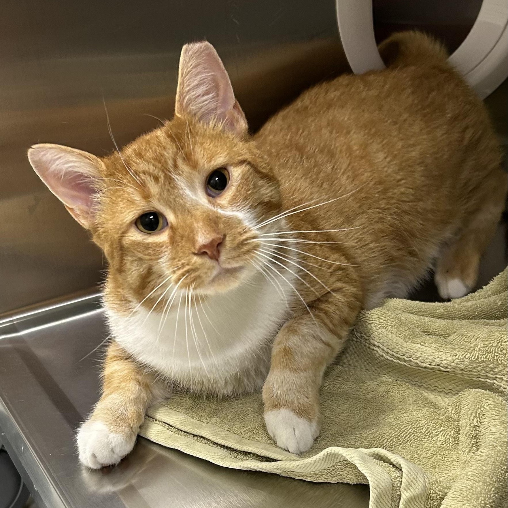 Cat for adoption - Garfield, a Domestic Short Hair in Caledon, ON ...