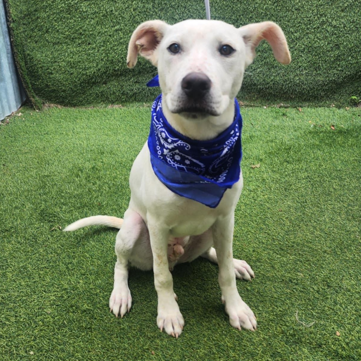 Dog for adoption - Luke, a German Shepherd Dog Mix in St Louis, MO ...