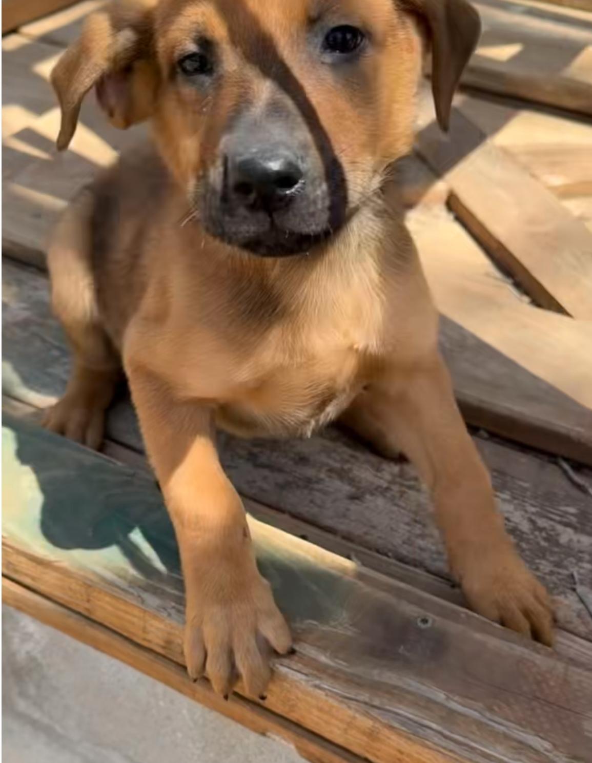 Dog for adoption - Denver, a Labrador Retriever & Shepherd Mix in ...