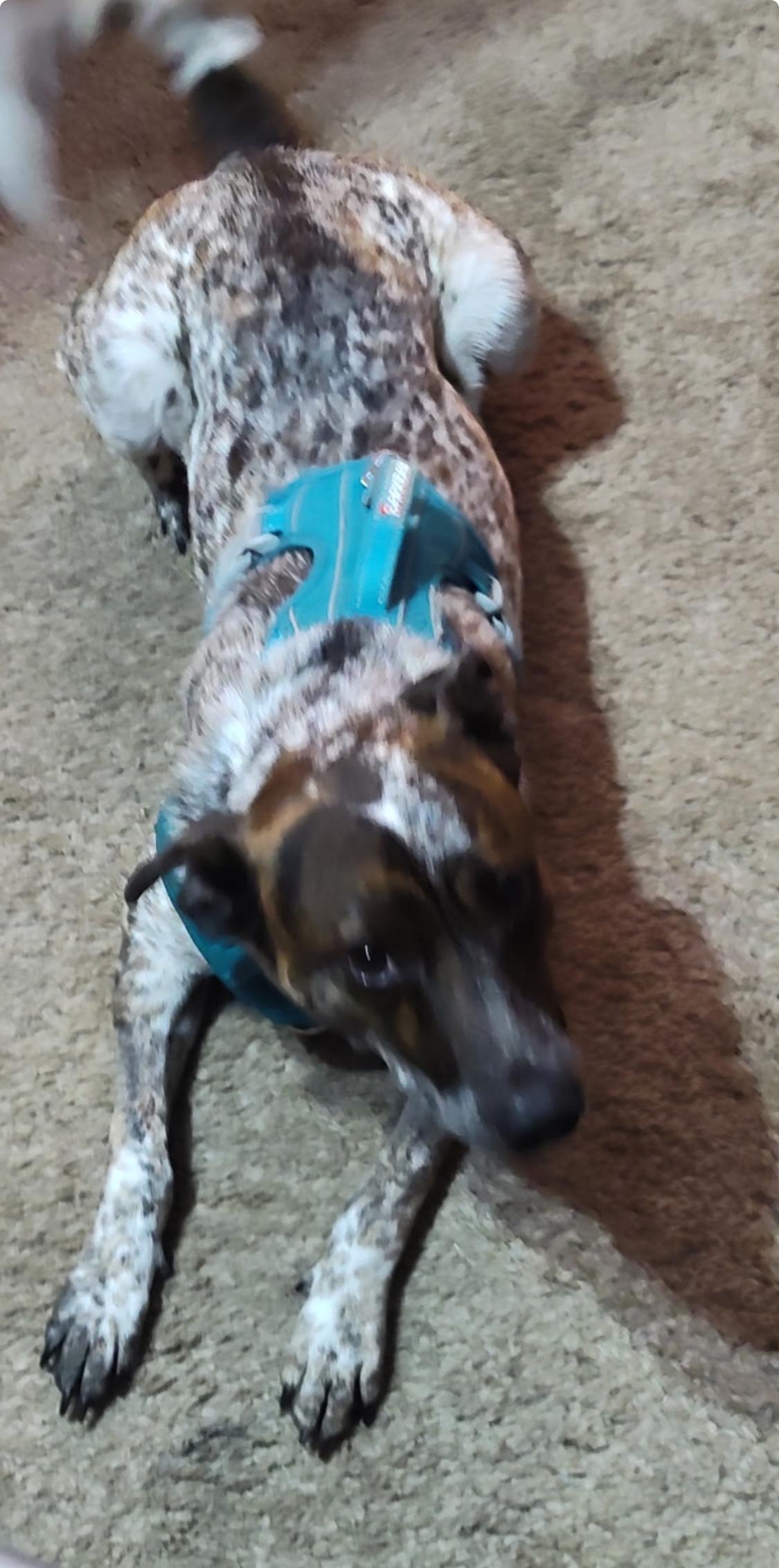 Dog for adoption - Red, a Cattle Dog Mix in Staten Island , NY | Petfinder