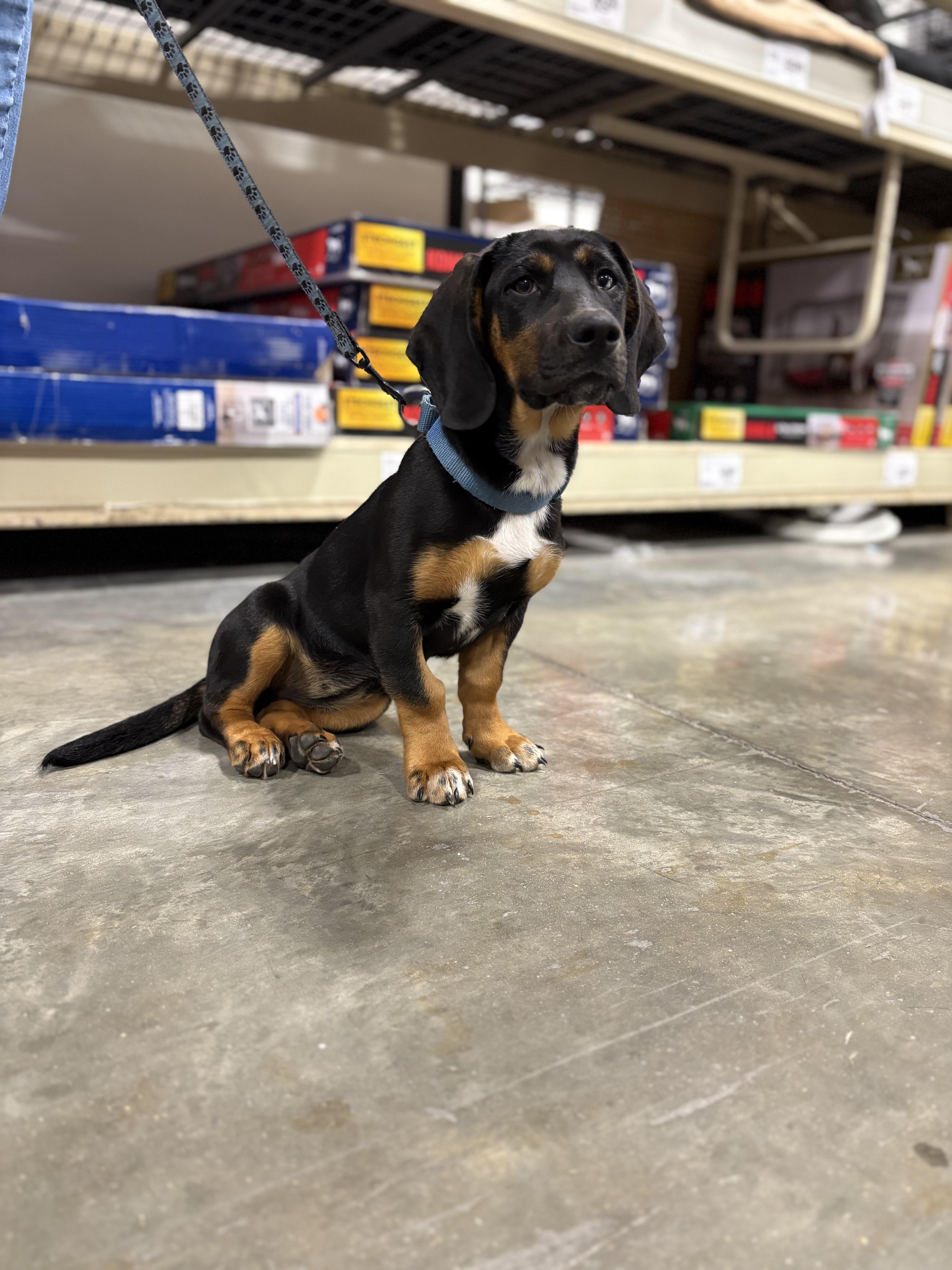 Dog for adoption - Maite, a Basset Hound Mix in Baker, LA | Petfinder