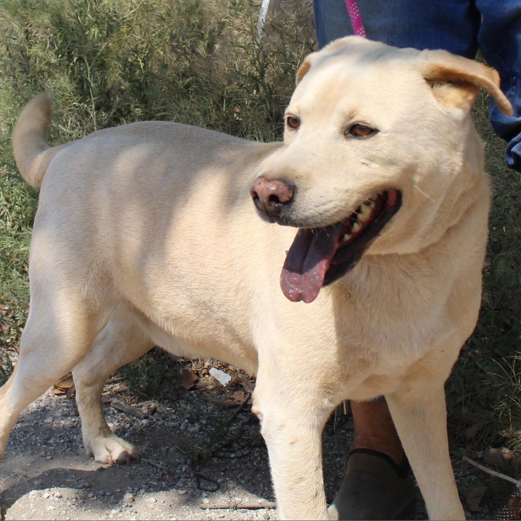 Dog for adoption - Barry Hubris JuM, a Yellow Labrador Retriever ...