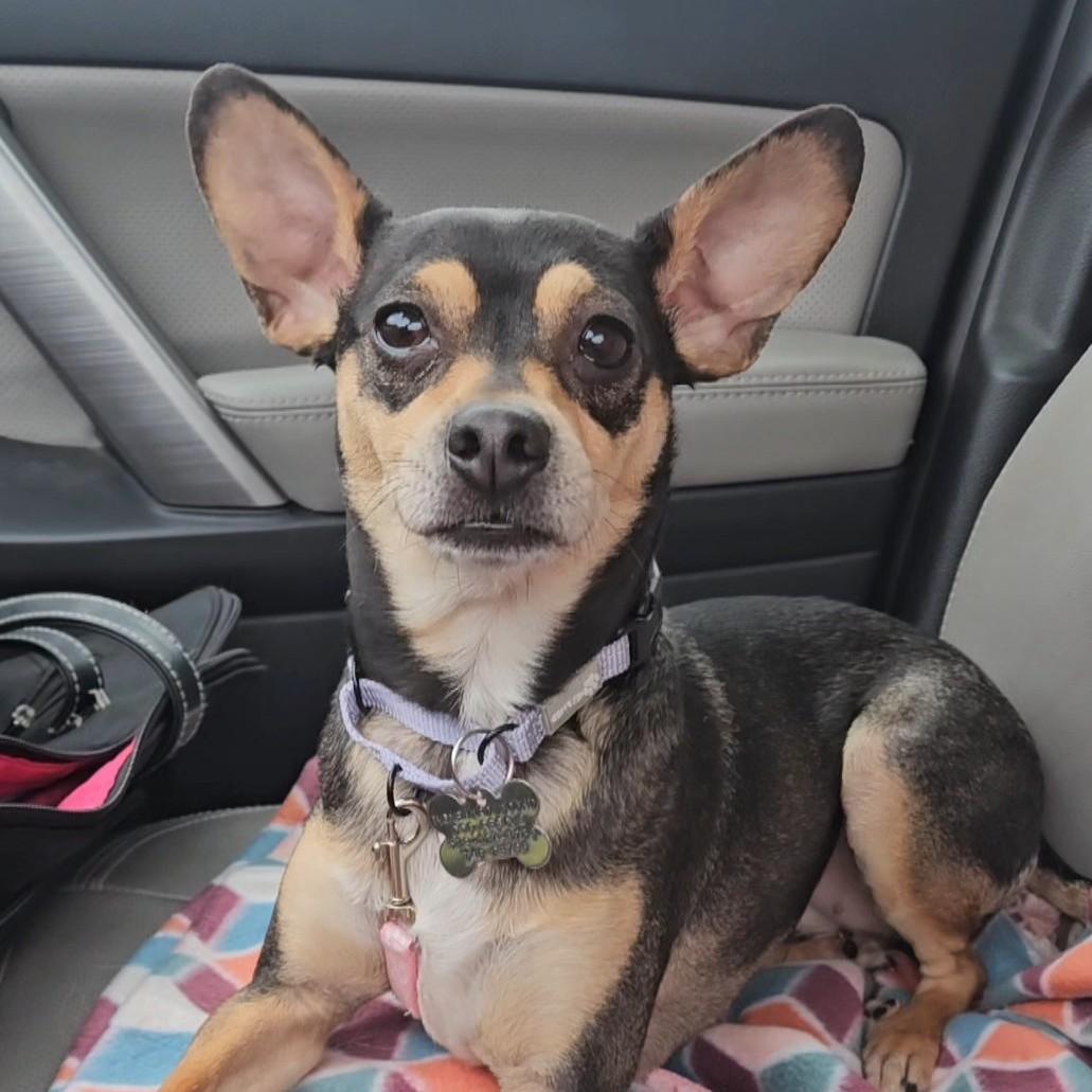 Dog for adoption - Penny, a Chihuahua Mix in Albany, NY | Petfinder