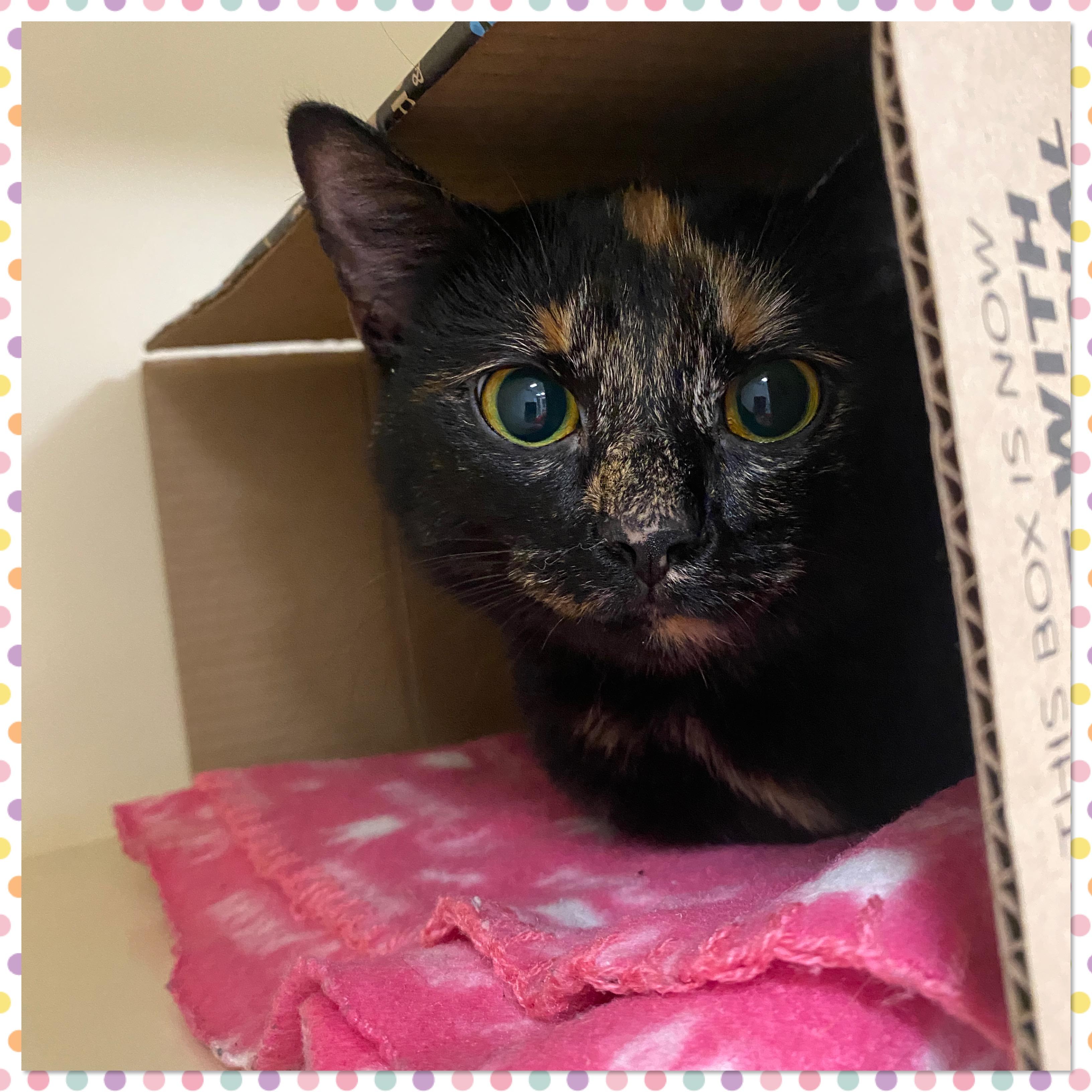 Cat for adoption - Fatima, a Domestic Short Hair in Elyria, OH | Petfinder