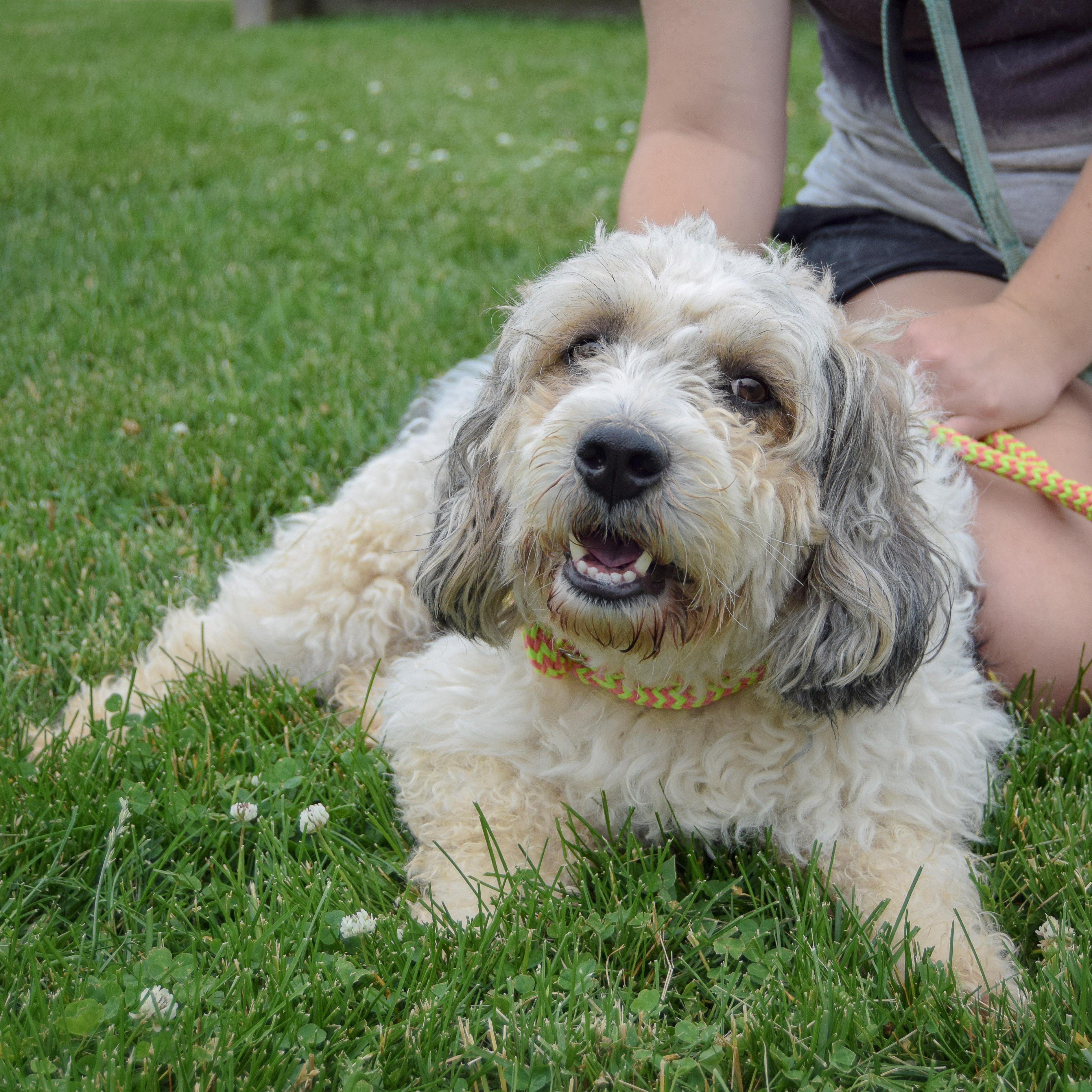 Dog for adoption - Watson, a Petit Basset Griffon Vendeen & Poodle Mix ...