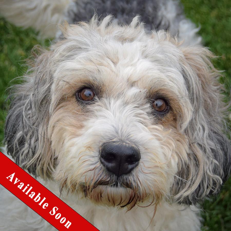 Dog for adoption - Watson, a Petit Basset Griffon Vendeen & Poodle Mix ...