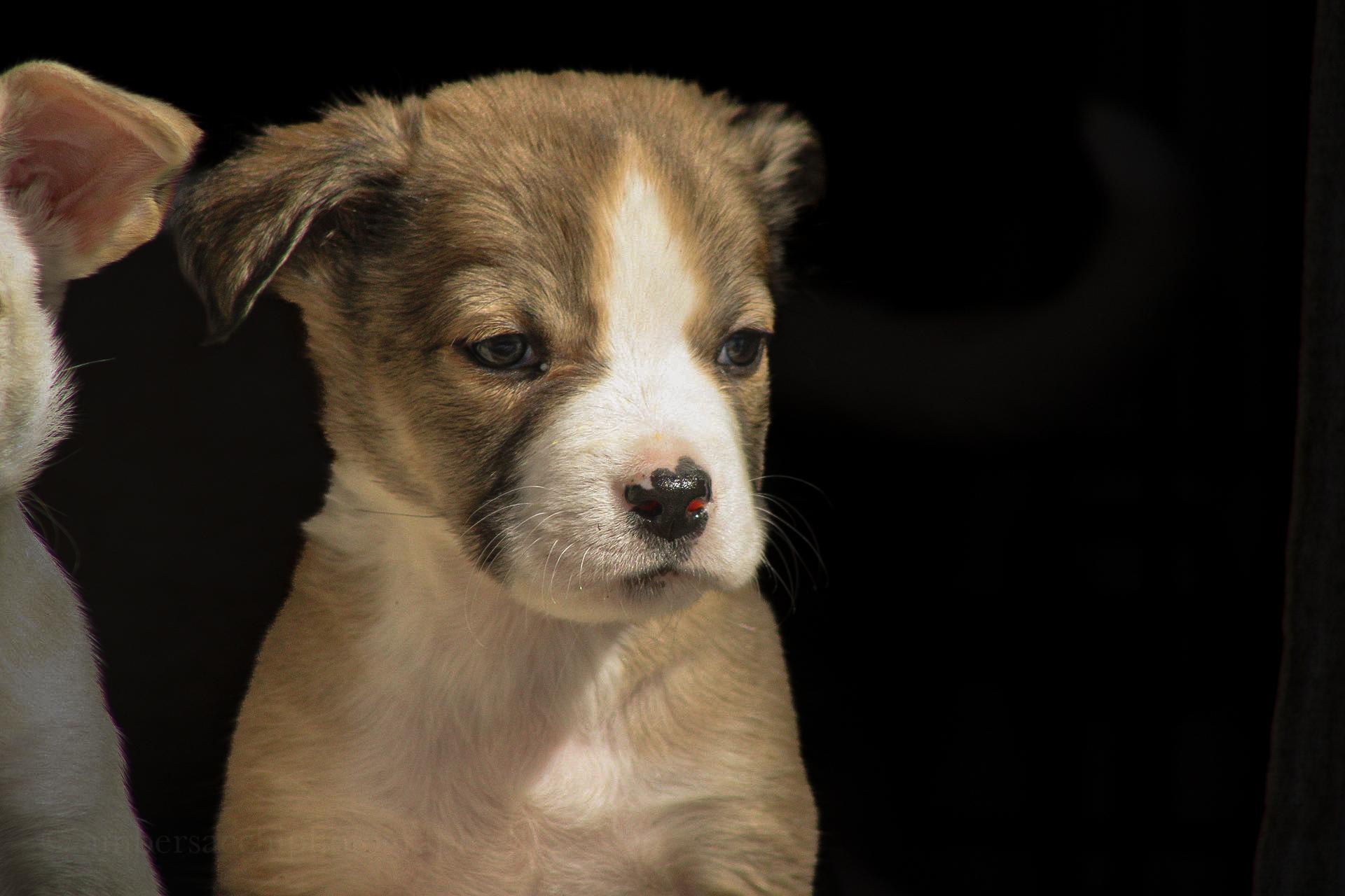 Dog for adoption - Screech, an Australian Shepherd Mix in Avon, CT ...