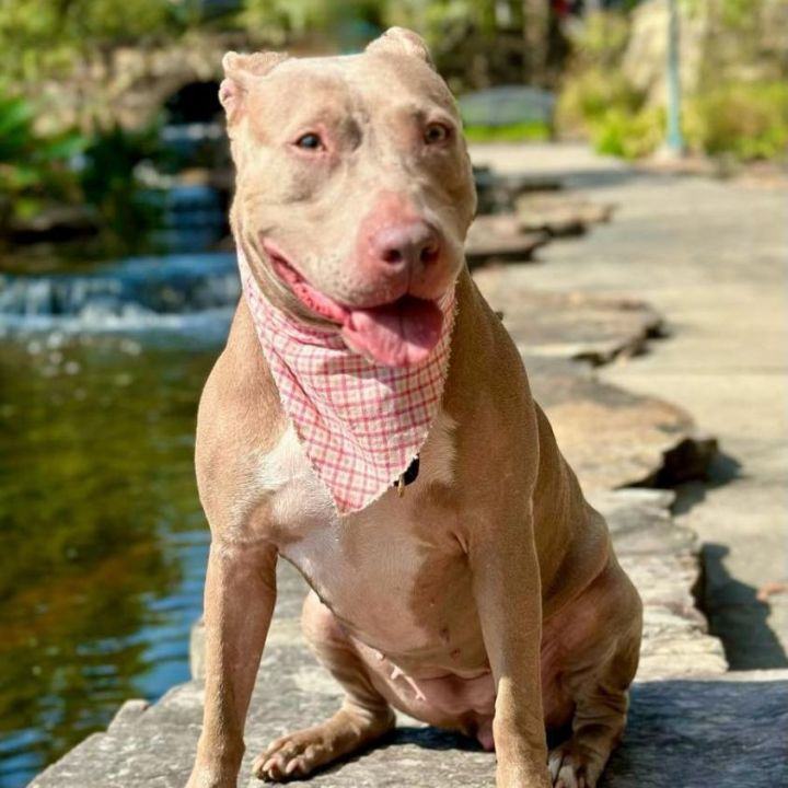 Dog for adoption - June B. Jones, a Pit Bull Terrier & Labrador ...