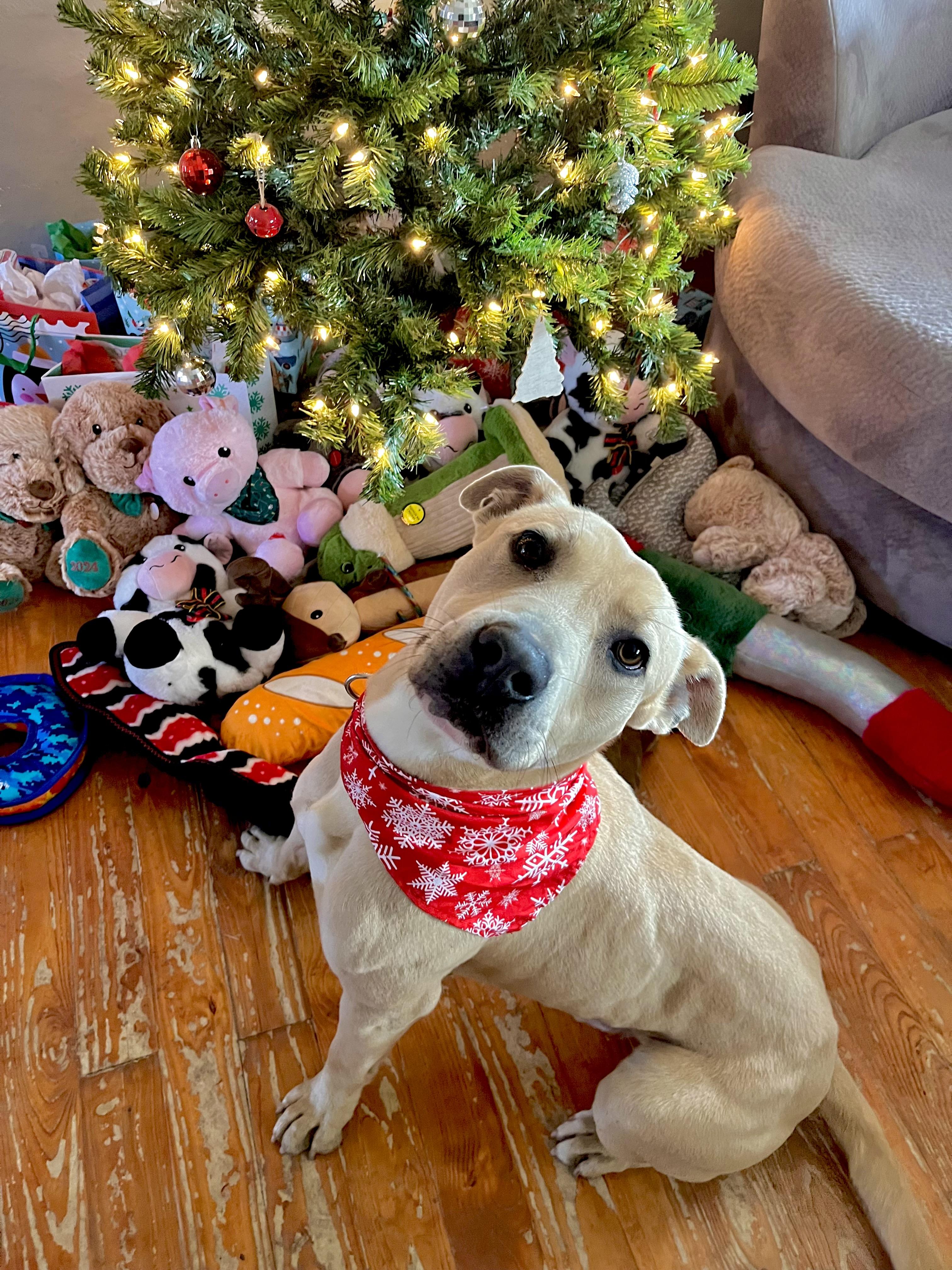 Dog for adoption - Harley, a Labrador Retriever & Terrier Mix in Bensalem, PA | Petfinder