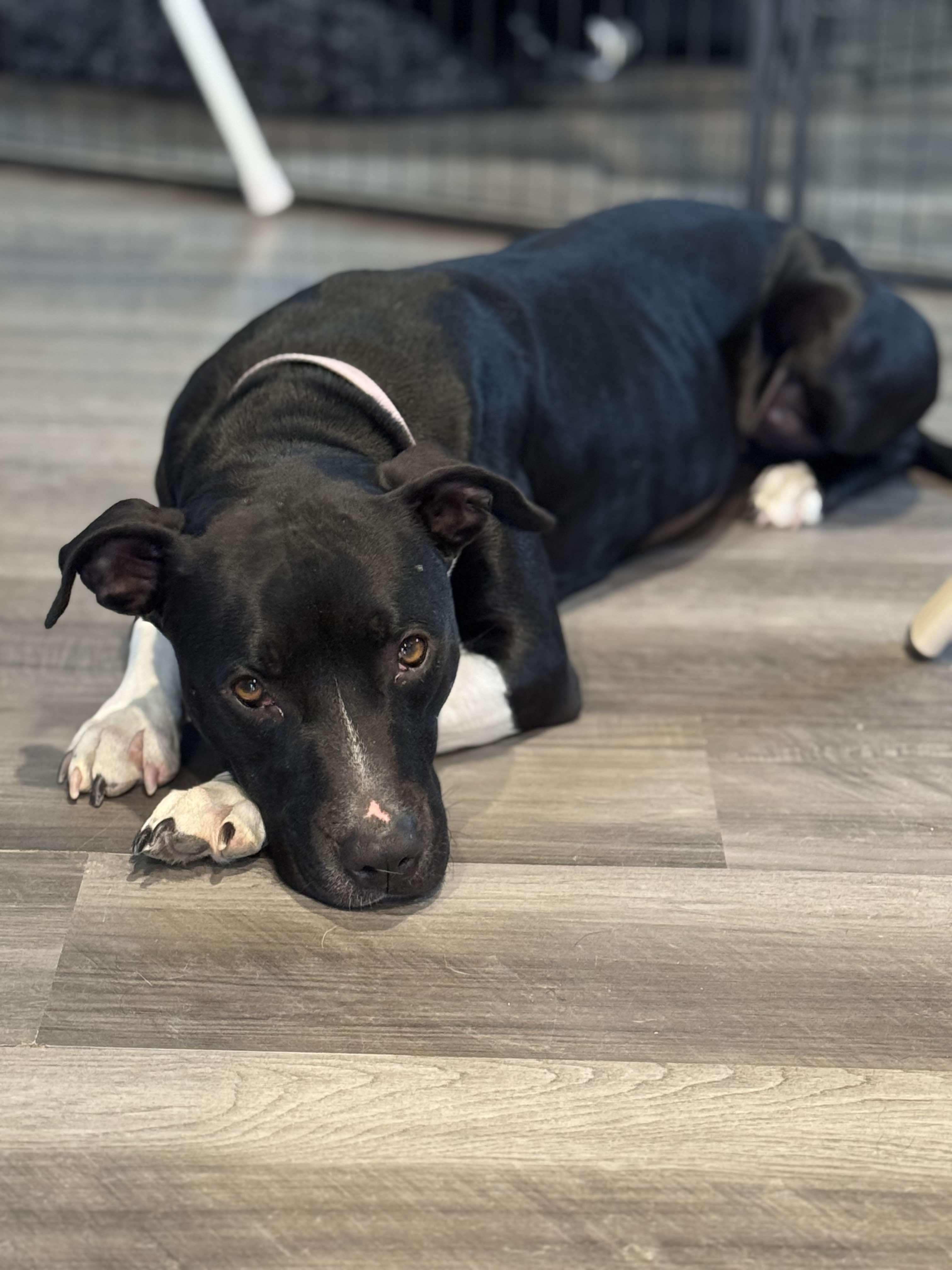 Dog for adoption - Bella, a Pit Bull Terrier & Black Labrador Retriever ...