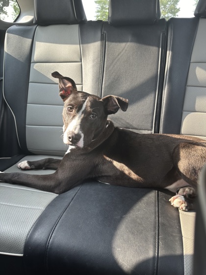 Dog for adoption - Bodhi (140427), a Pit Bull Terrier in Baton Rouge ...