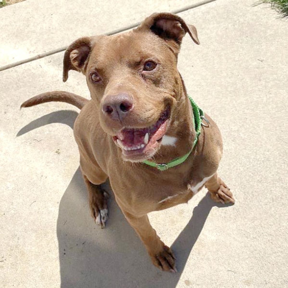 Dog for adoption - Buster, a Mixed Breed in Virginia Beach, VA | Petfinder