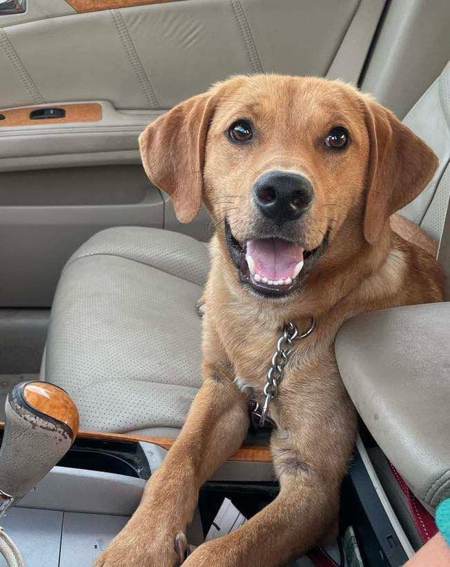 Dog for adoption - Tuck, an American Foxhound & Labrador Retriever Mix ...