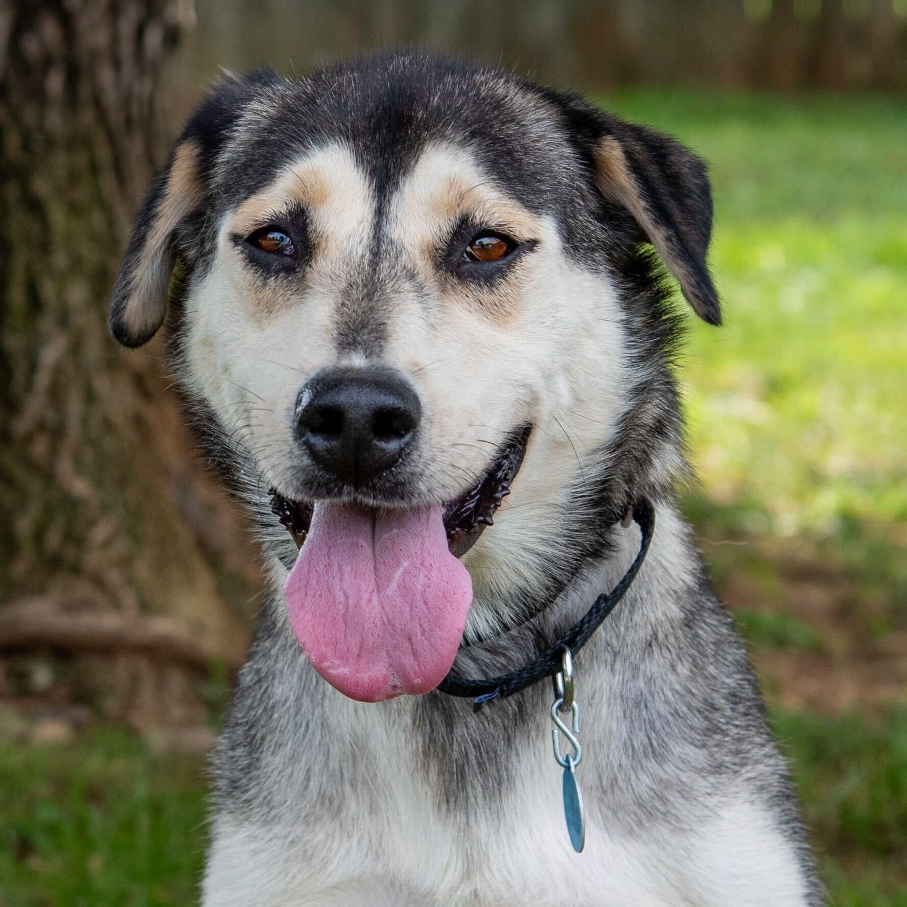 Dog for adoption - Sugar, a Husky Mix in East Windsor, CT | Petfinder