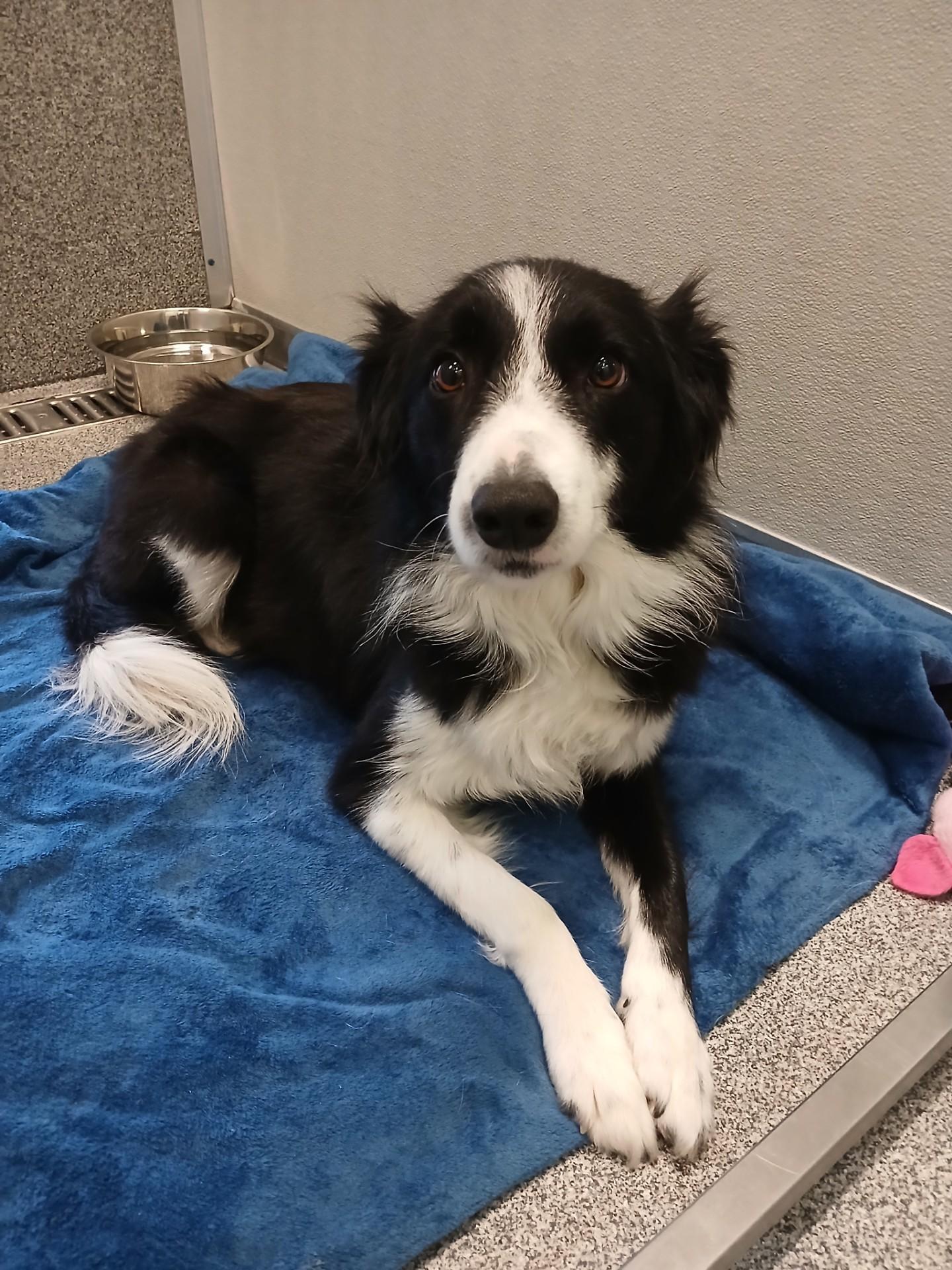 Dog for adoption - Sadie, a Border Collie Mix in Hamilton, MT | Petfinder