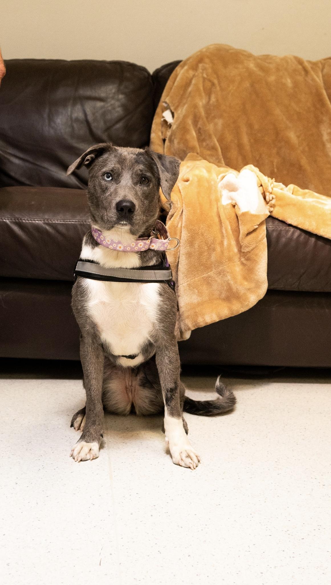 Dog for adoption - Luna, a Catahoula Leopard Dog Mix in Cincinnati, OH ...