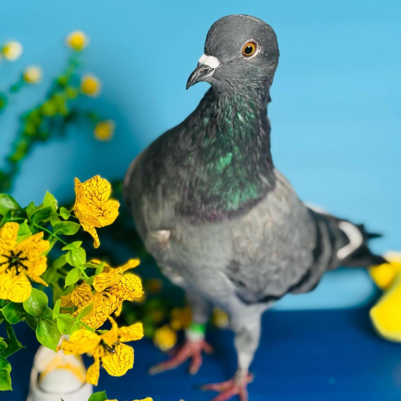 Dove for adoption - Darling, a Pigeon in Chicago, IL | Petfinder